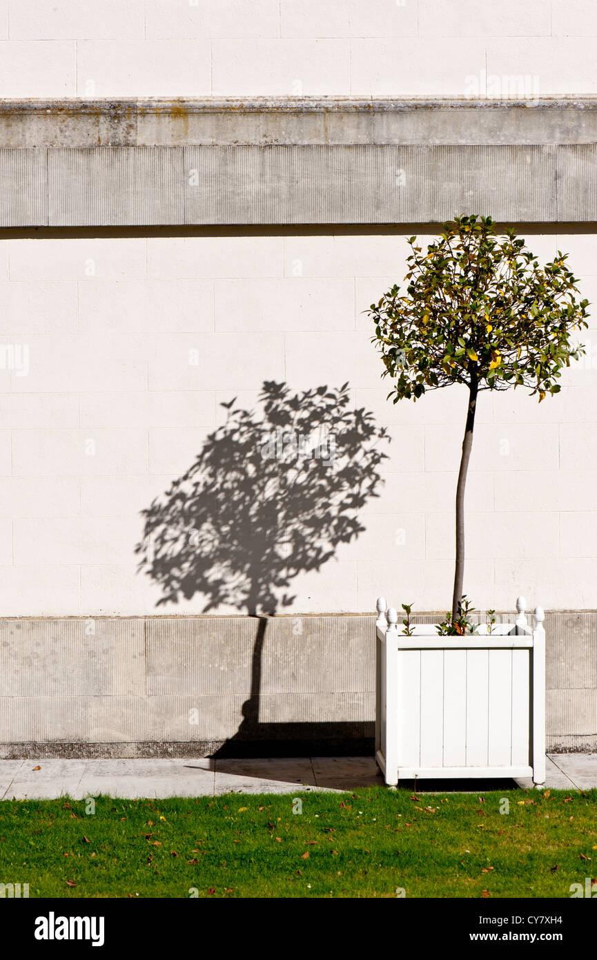 Tree by wall hi-res stock photography and images - Alamy