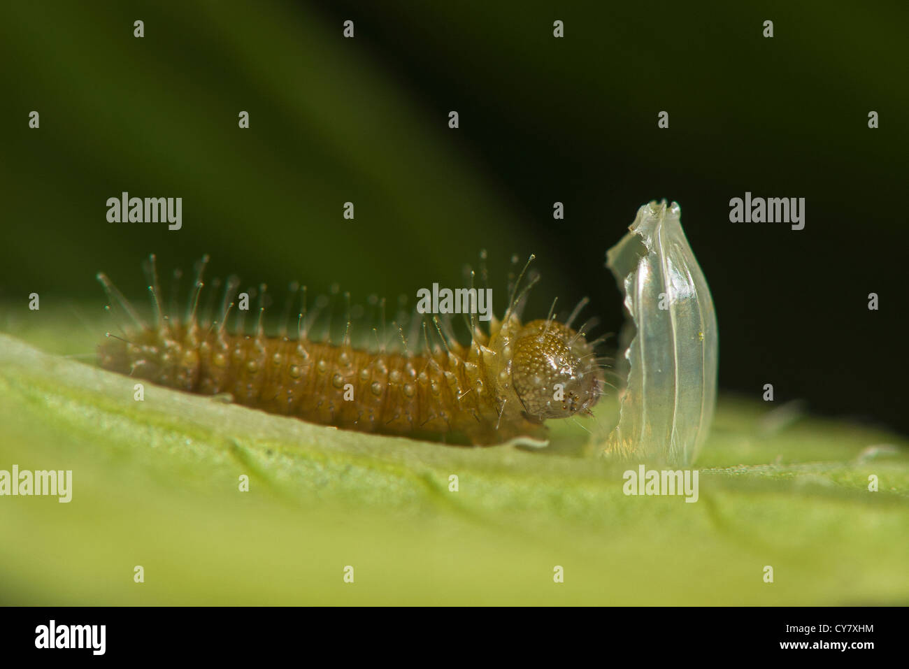A freshly hatched larva of the Wood White butterfly Stock Photo - Alamy