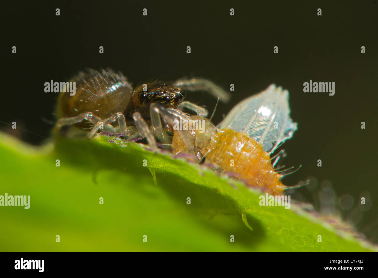 A jumping spider eating a newly hatched larva Stock Photo - Alamy