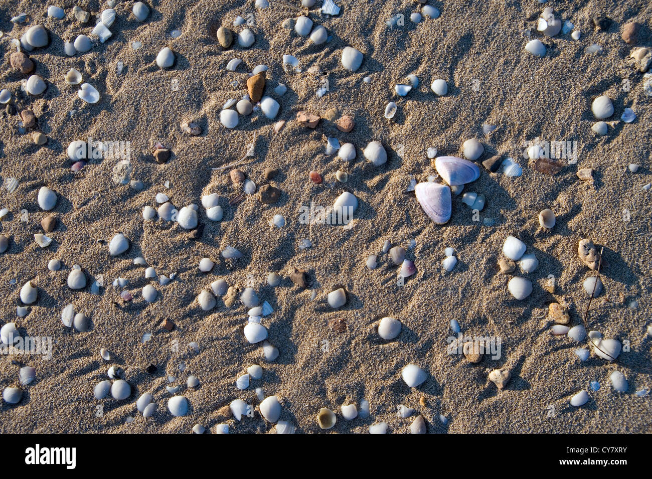sea shells on a beach Stock Photo - Alamy