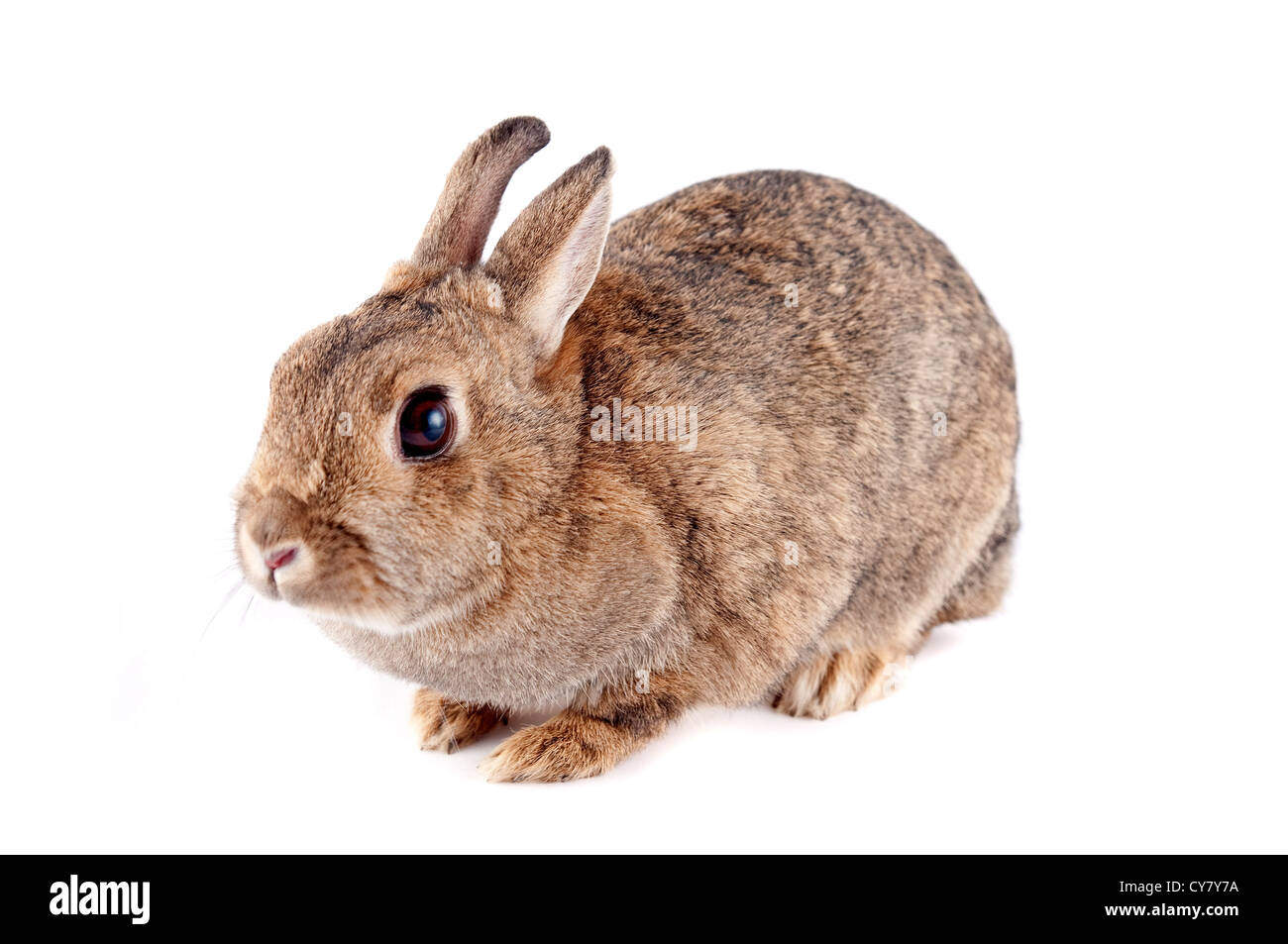 Brown Rabbit