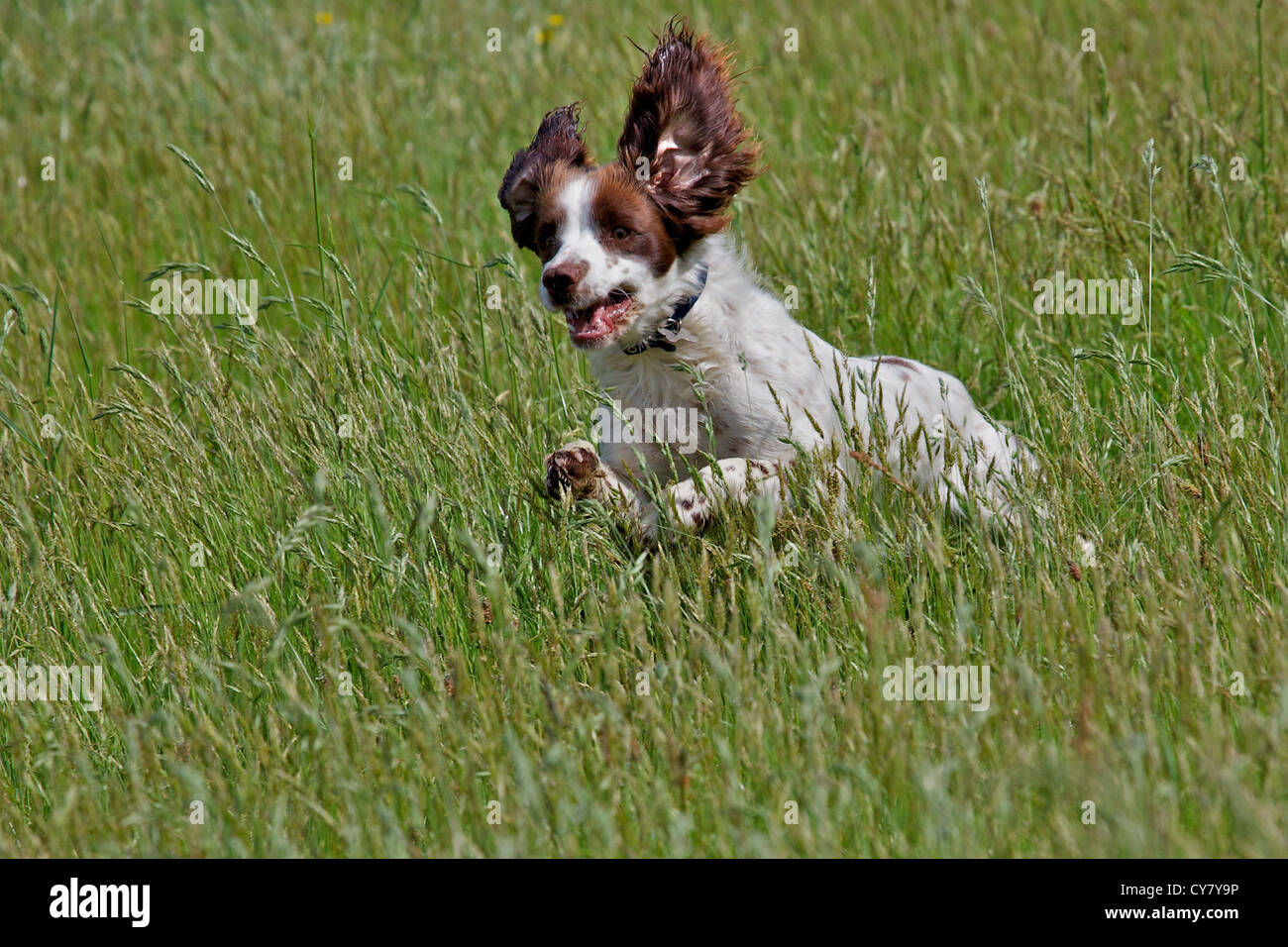 Spanial running hi-res stock photography and images - Alamy