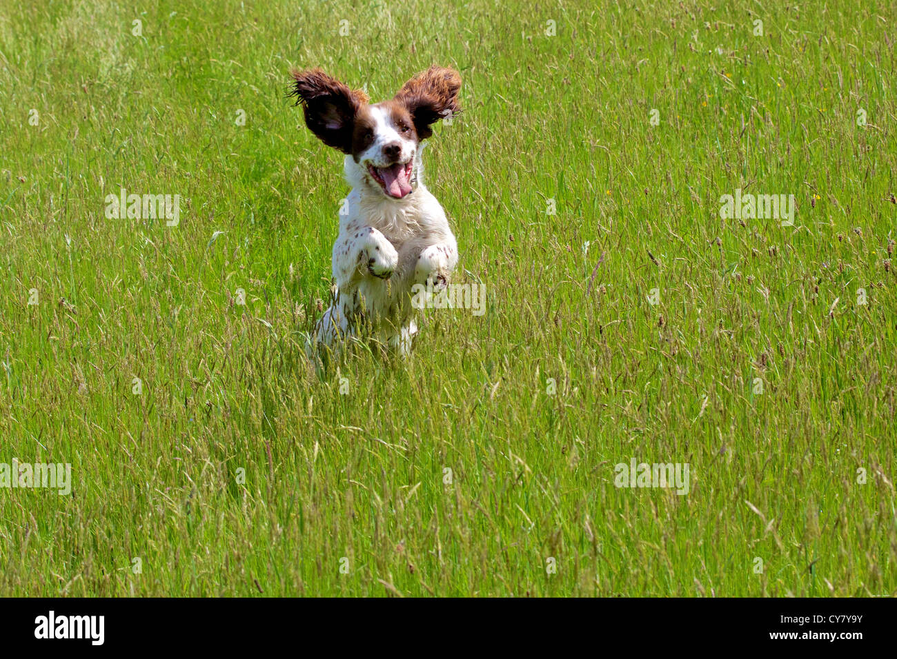 English Springer Spaniel dog running through meadow Stock Photo - Alamy