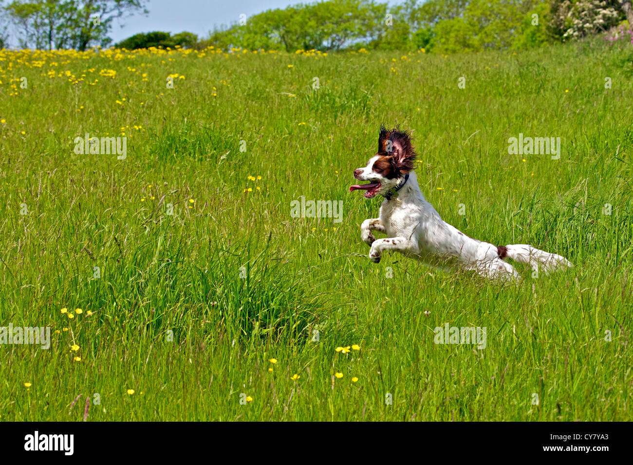 English Springer Spaniel dog running through meadow Stock Photo - Alamy