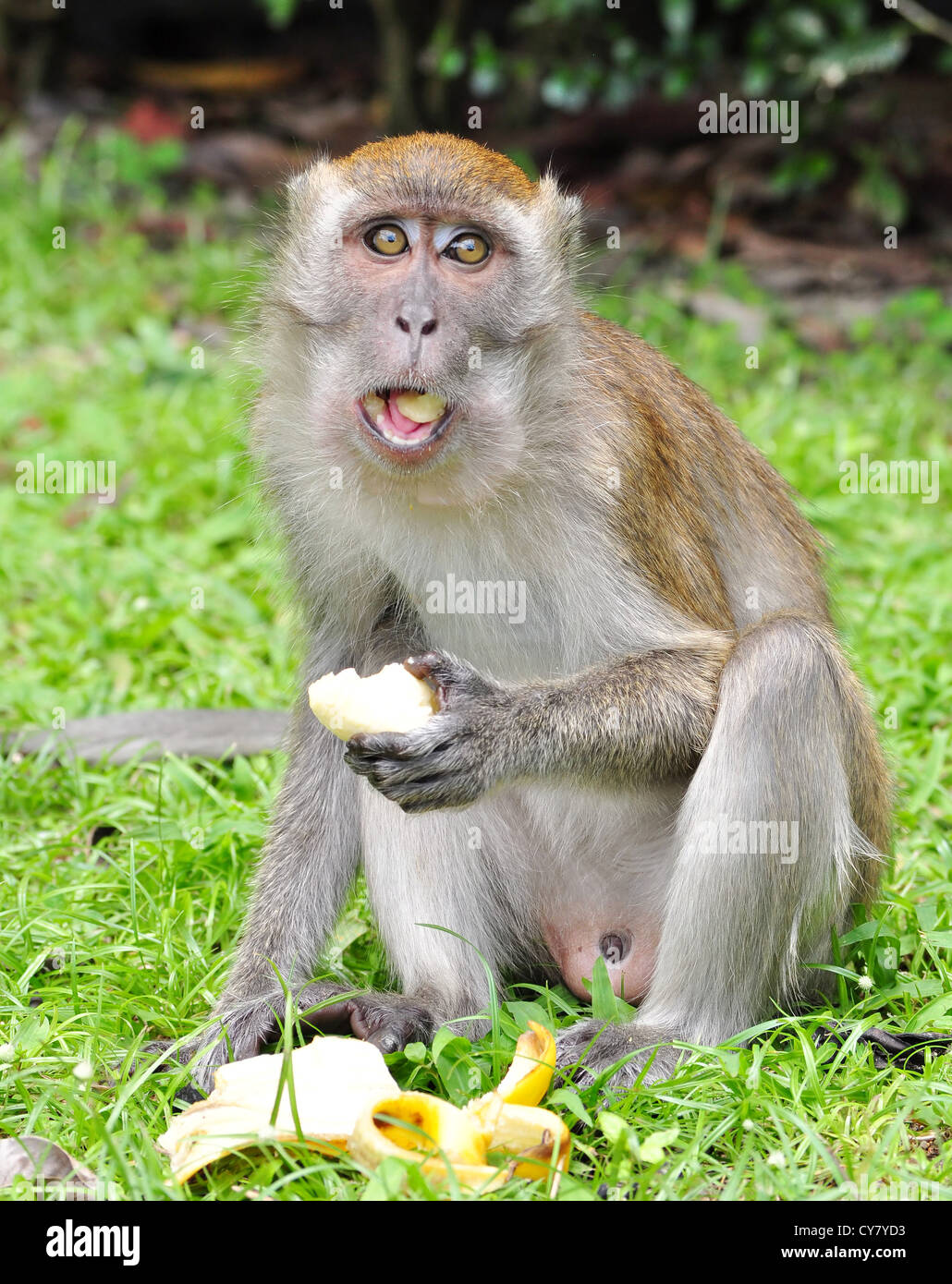 A Surprised Monkey Stock Photo - Alamy