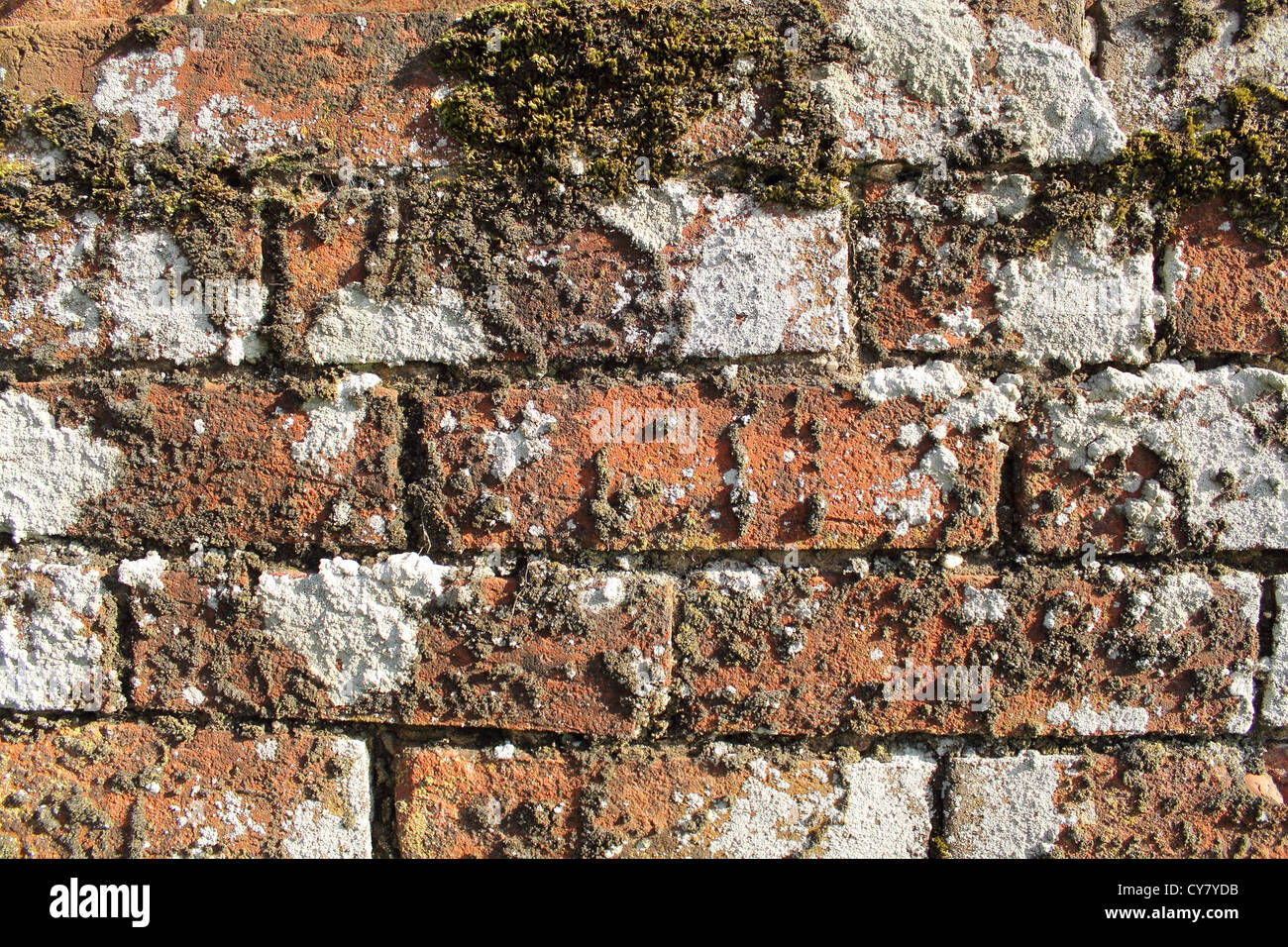 Weathered bricks of walled garden encrusted with moss and lichen Stock ...
