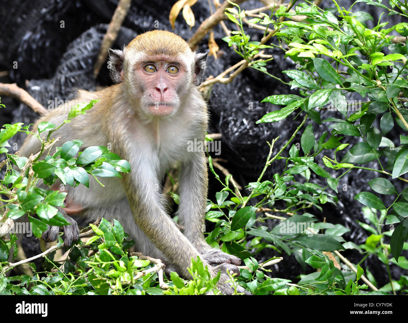 A Portrait of a Monkey Stock Photo - Alamy