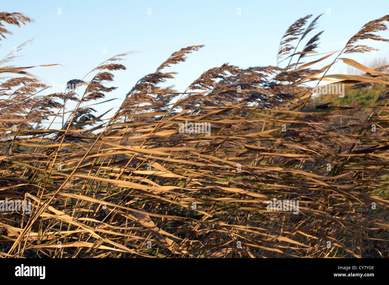 Sparse grasses hi-res stock photography and images - Alamy