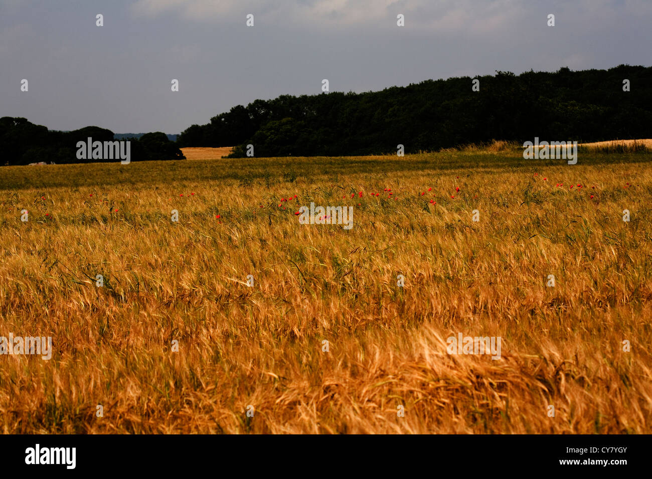 Poppies in a cornfield hi-res stock photography and images - Alamy