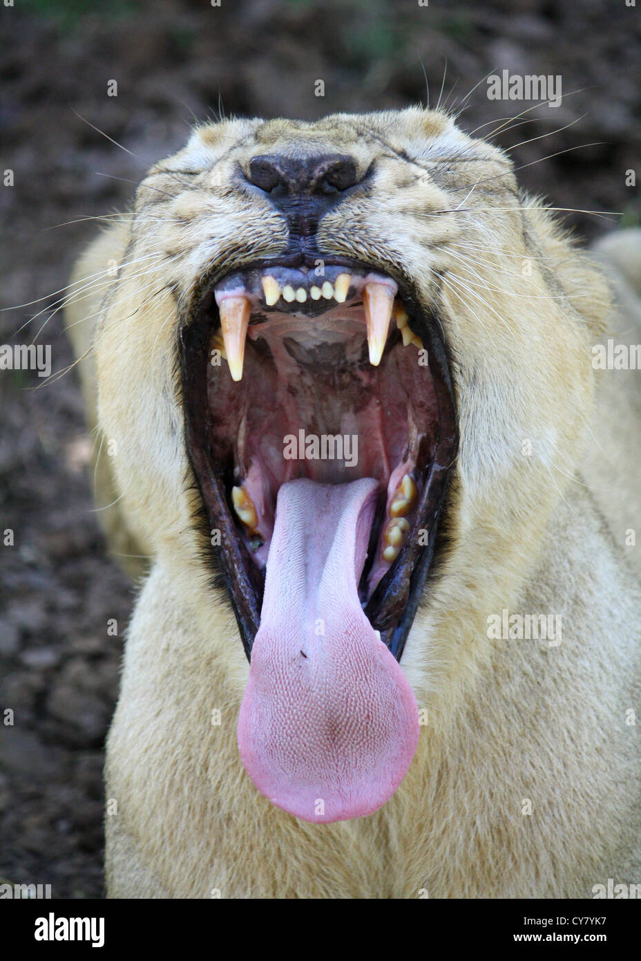 Asiatic lion india hi-res stock photography and images - Alamy
