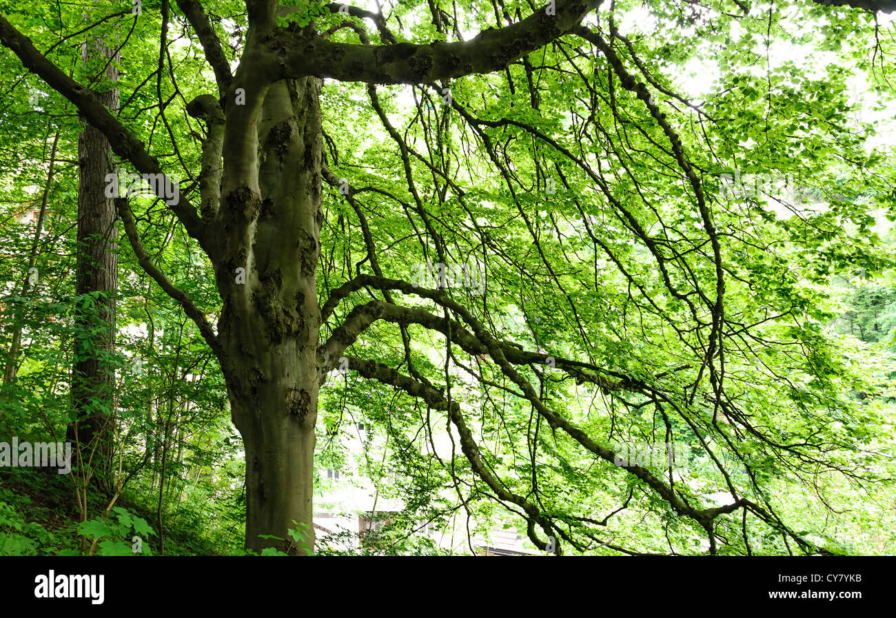 Big tree with green foliage Stock Photo - Alamy