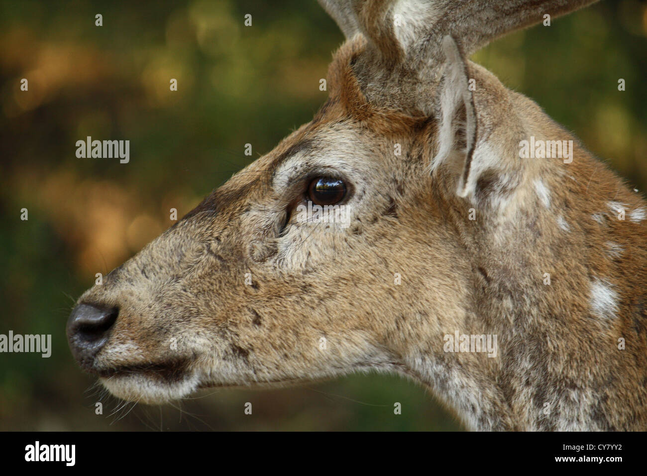 Spotted Deer close up Stock Photo - Alamy