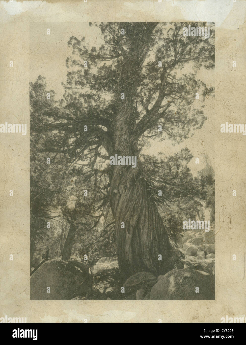 Ancient cedar tree hi-res stock photography and images - Alamy