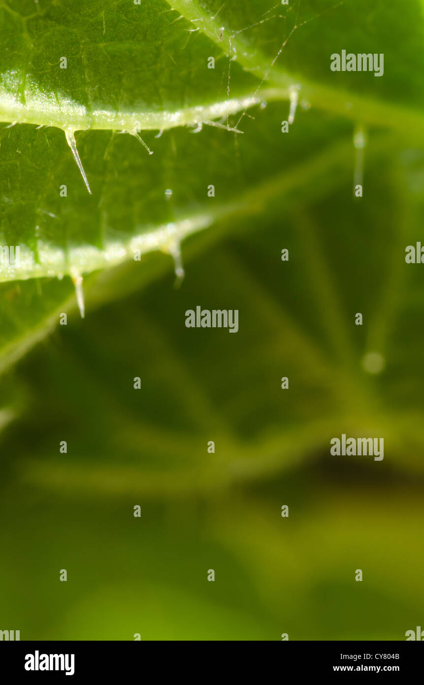 Cause of nettle rash common stinging nettles in close up detail showing ...