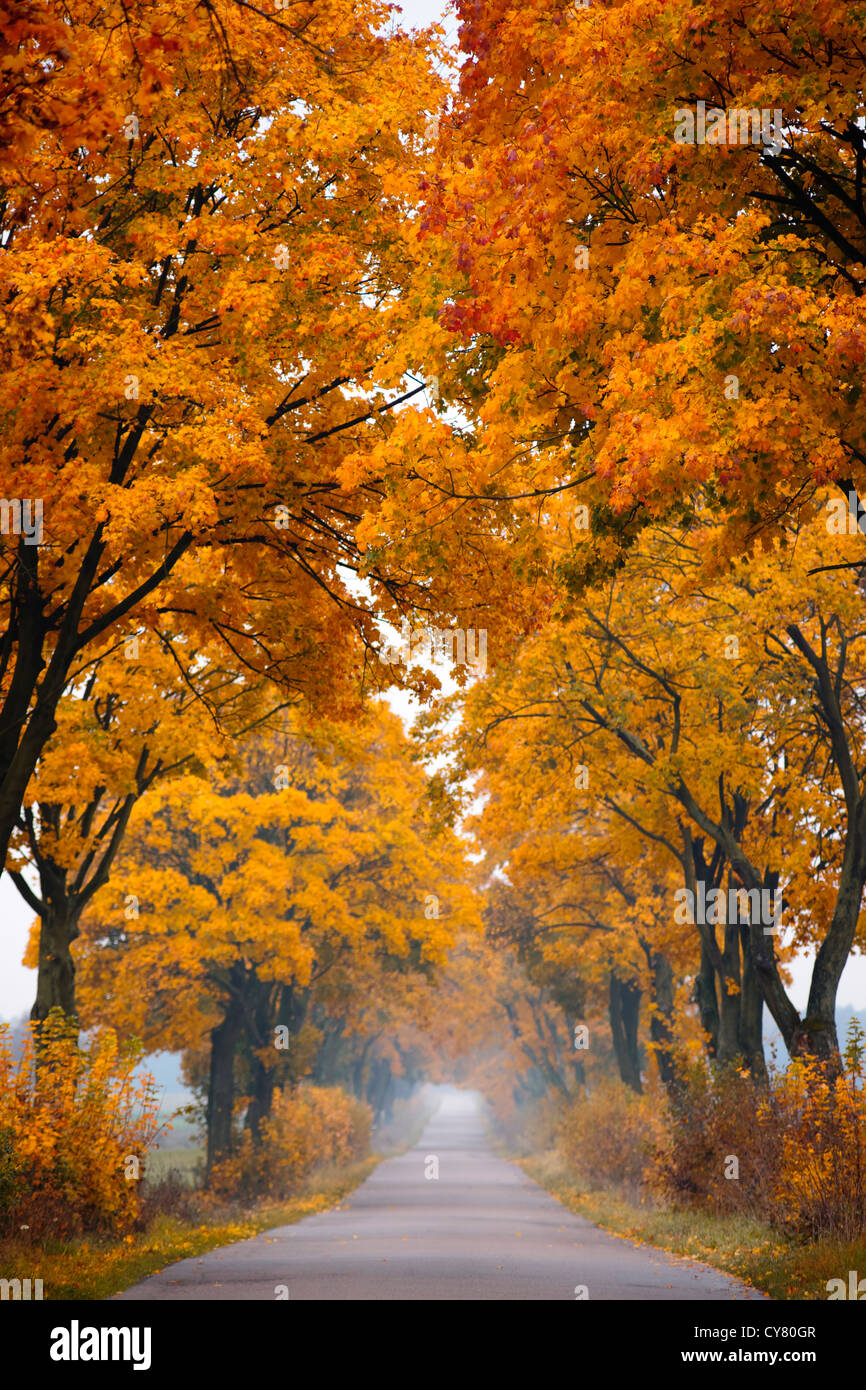 Autumn - road with colorful, vibrant maple trees. Fall in Poland Stock ...