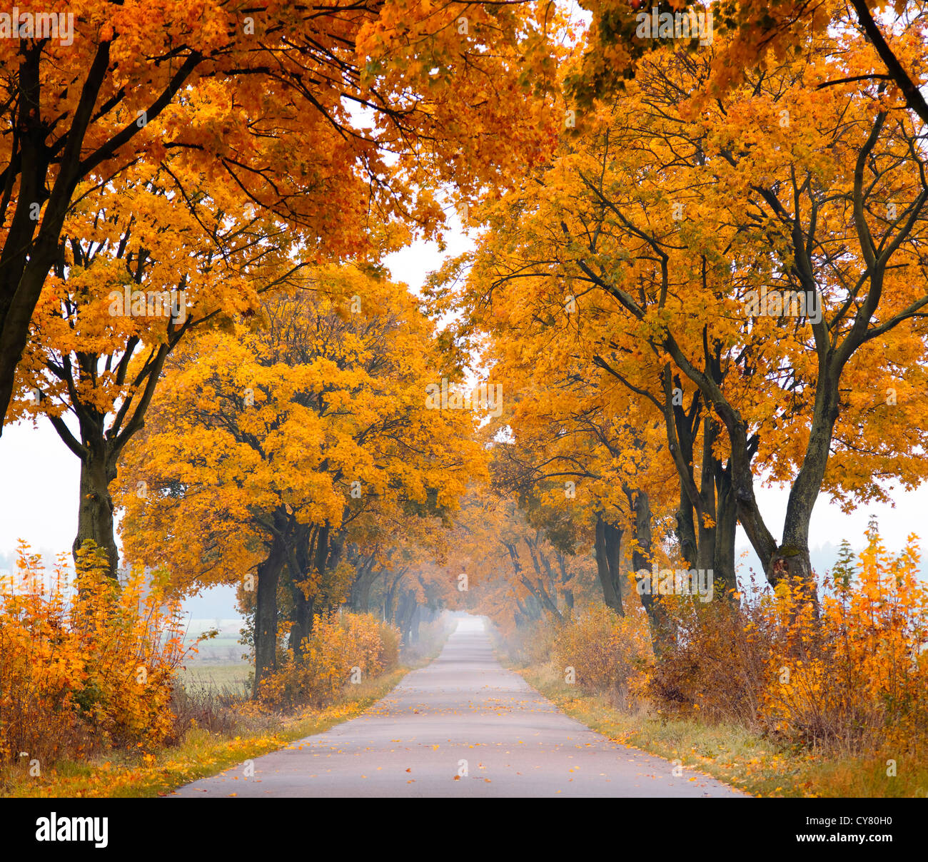 Autumn - road with colorful, vibrant maple trees. Fall in Poland Stock ...
