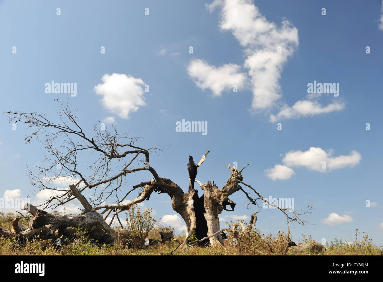 Withered old tree hi-res stock photography and images - Alamy