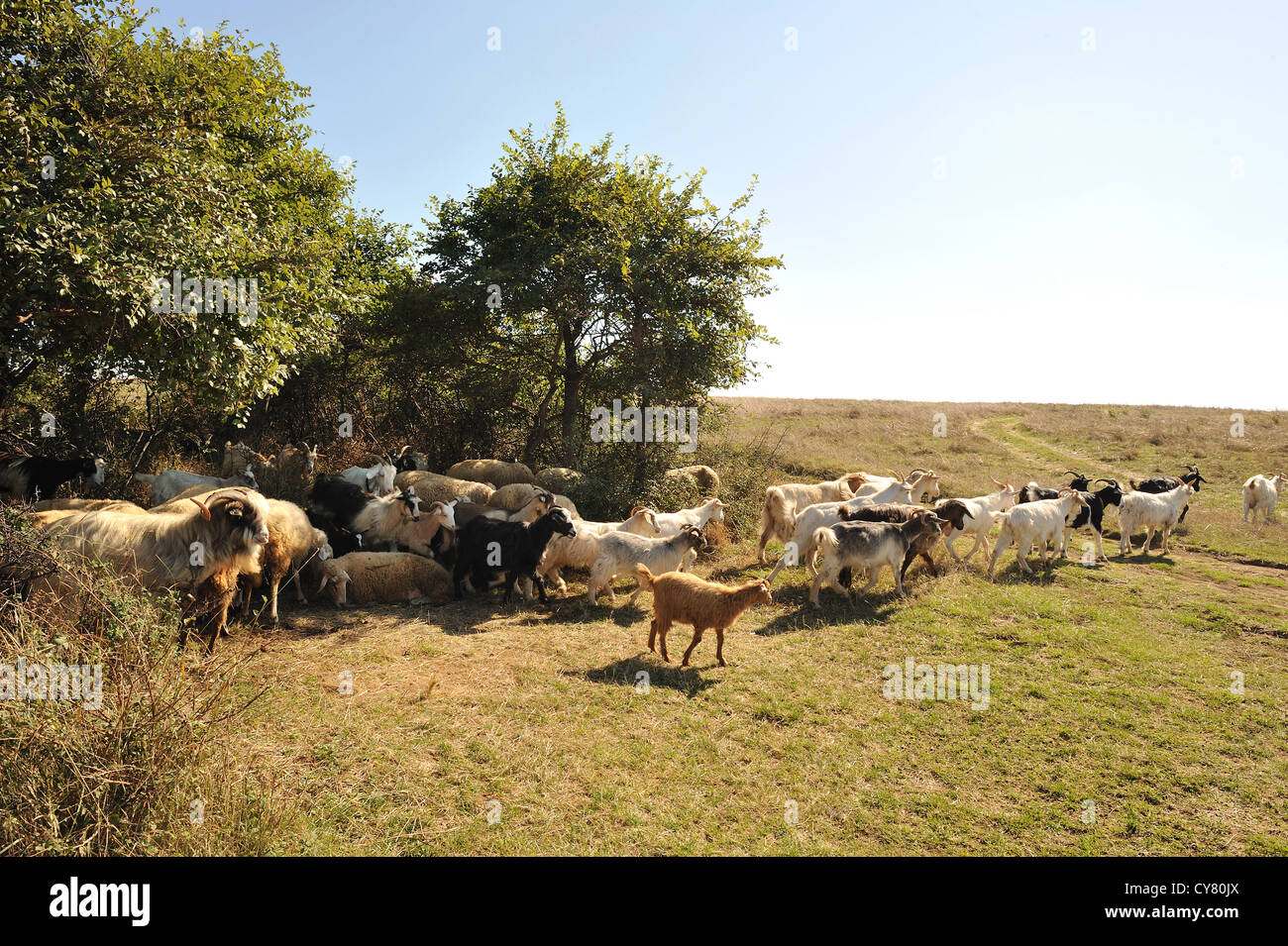 Tamed Goat High Resolution Stock Photography and Images - Alamy