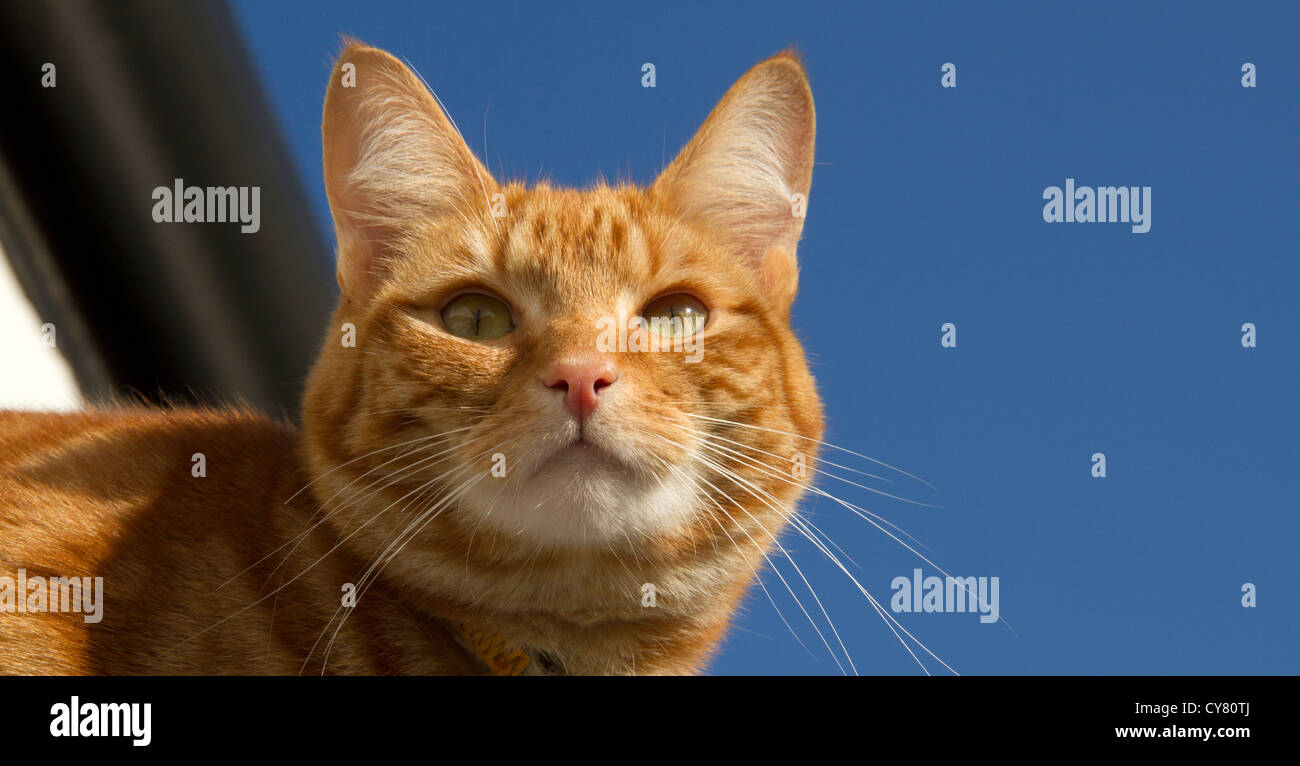 Ginger cat head looking forwards from underneath against clear blue sky ...