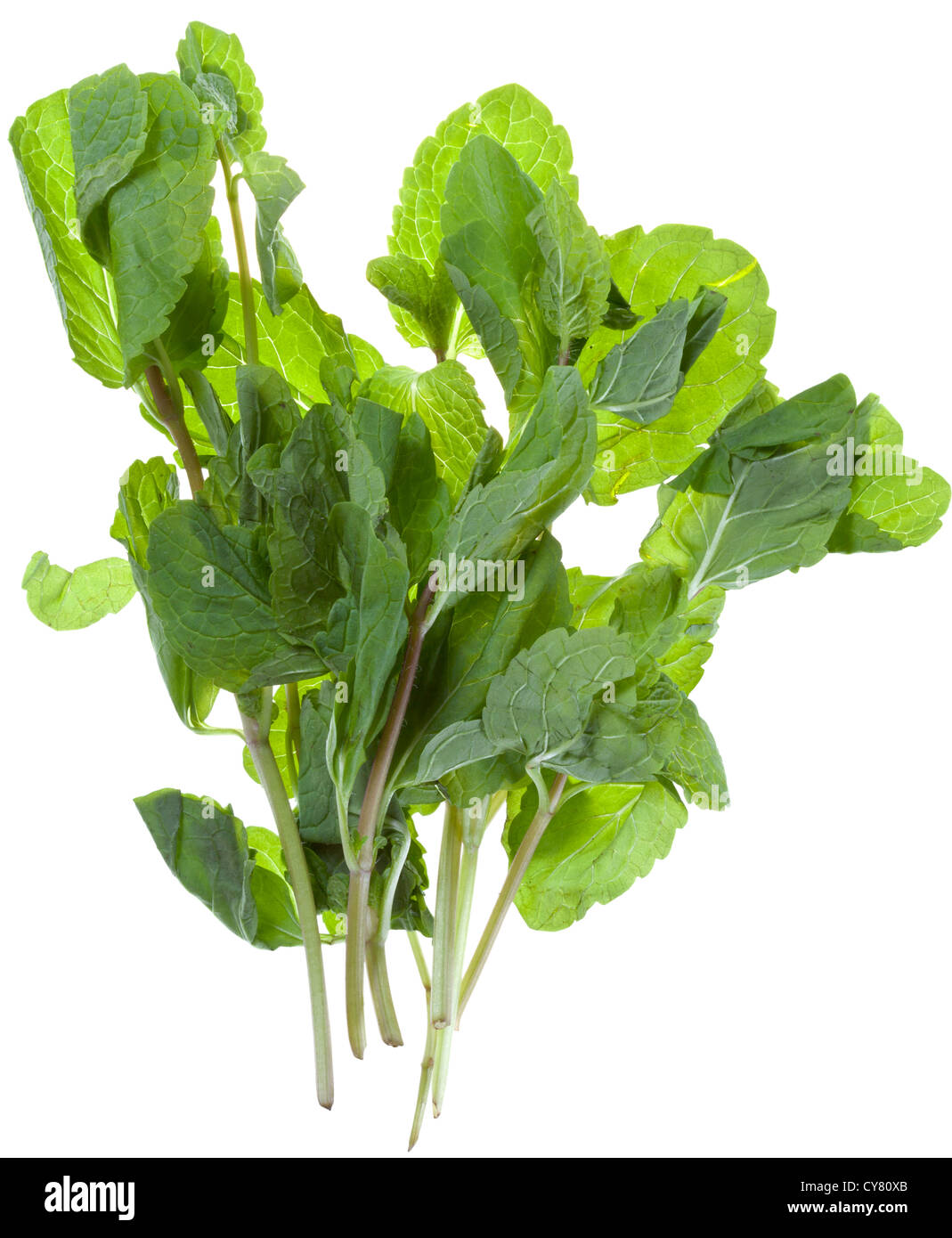 several branches of fresh mint isolated on white background Stock Photo ...