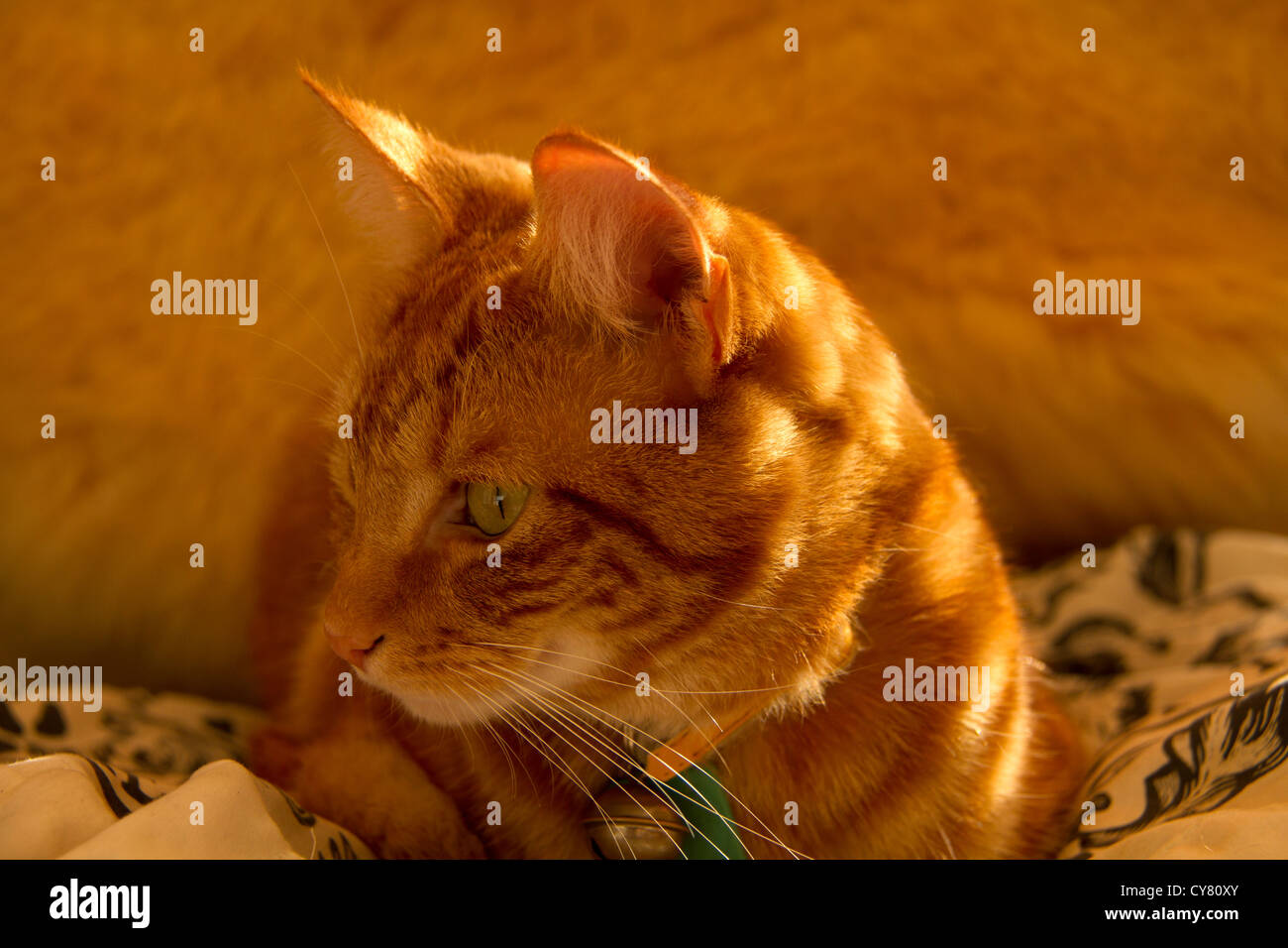 Side profile cat head hi-res stock photography and images - Alamy