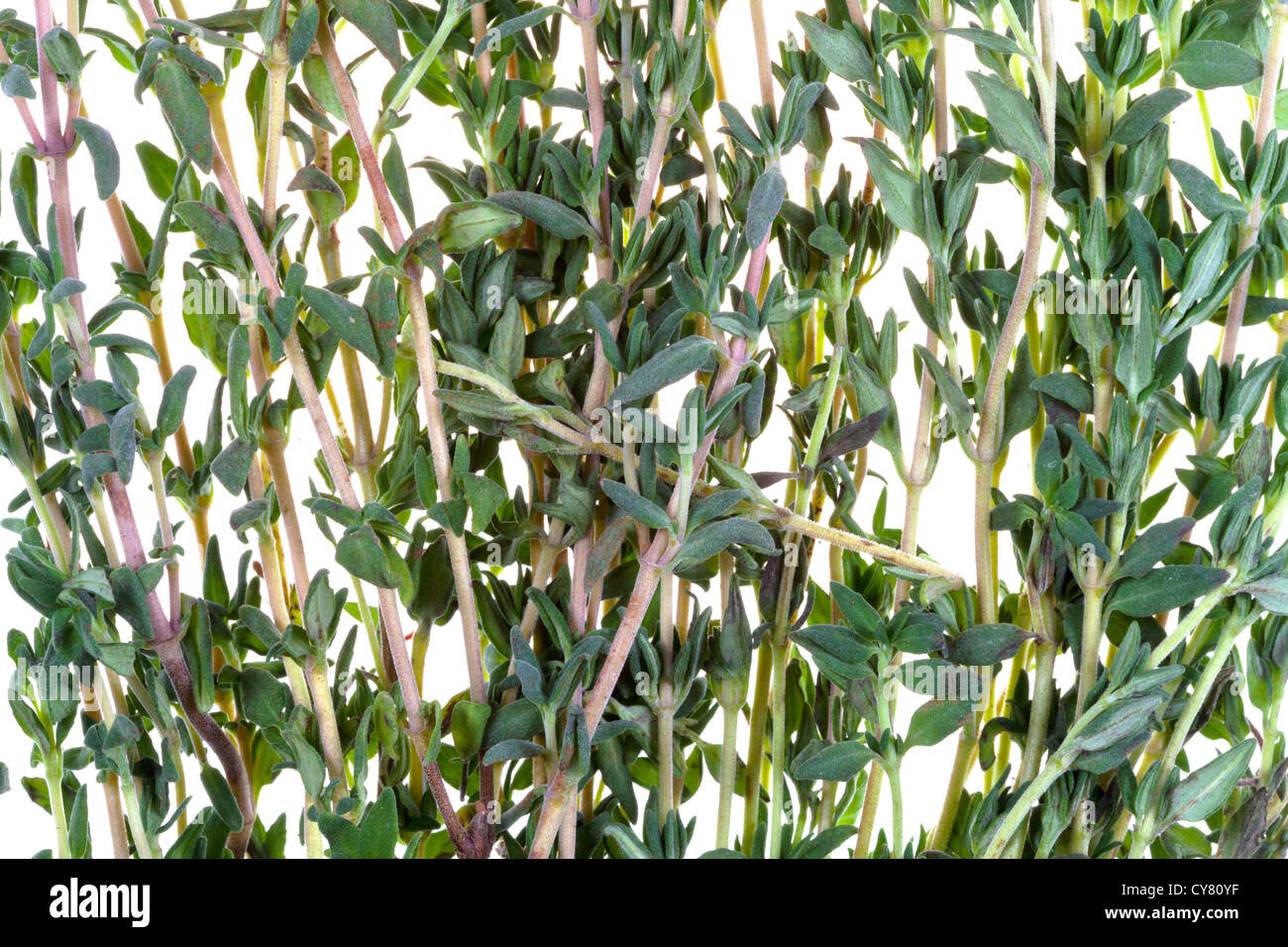 Several thyme thymus vulgaris hi-res stock photography and images - Alamy