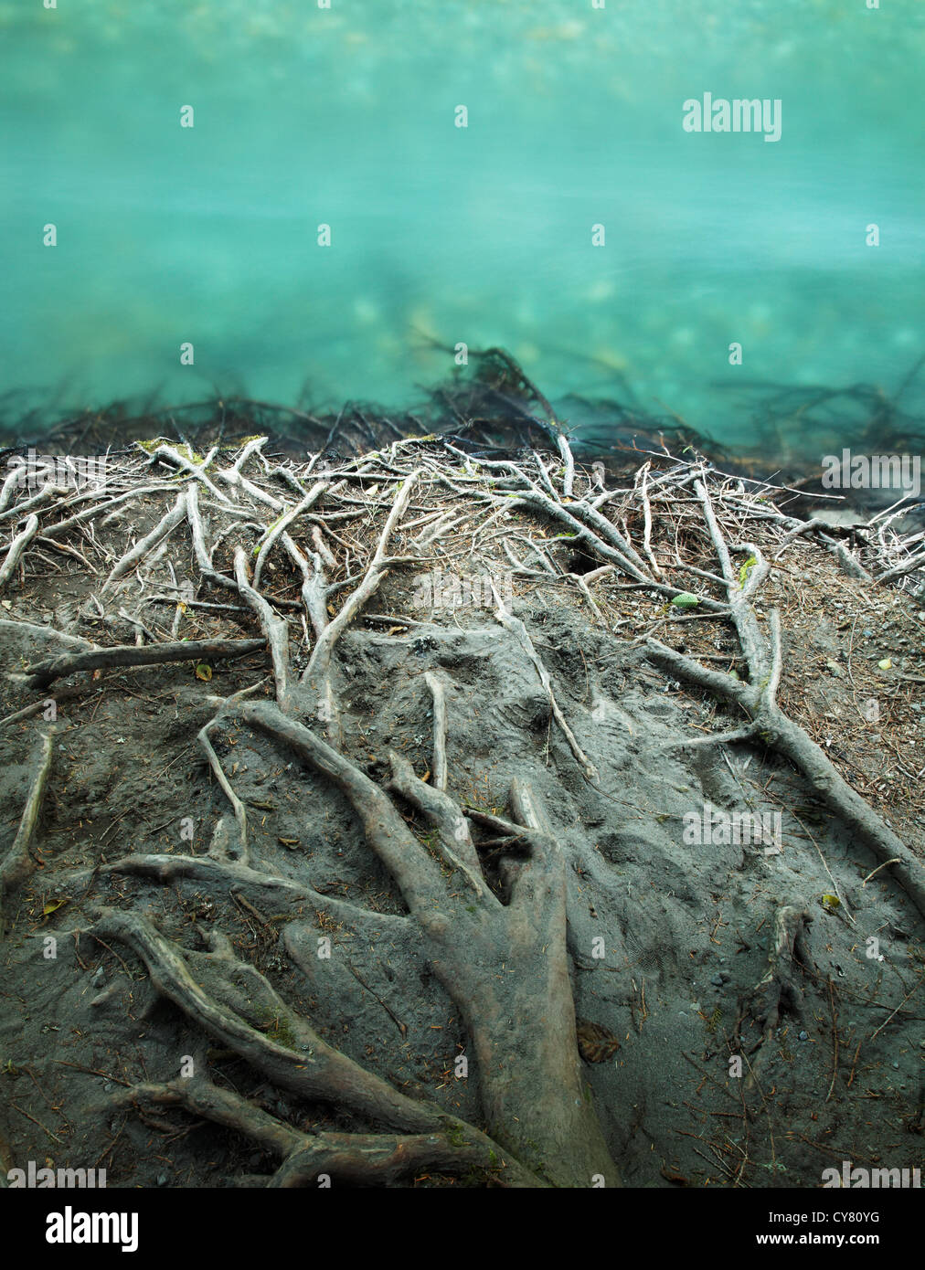 Tree roots exposed river erosion hi-res stock photography and images ...
