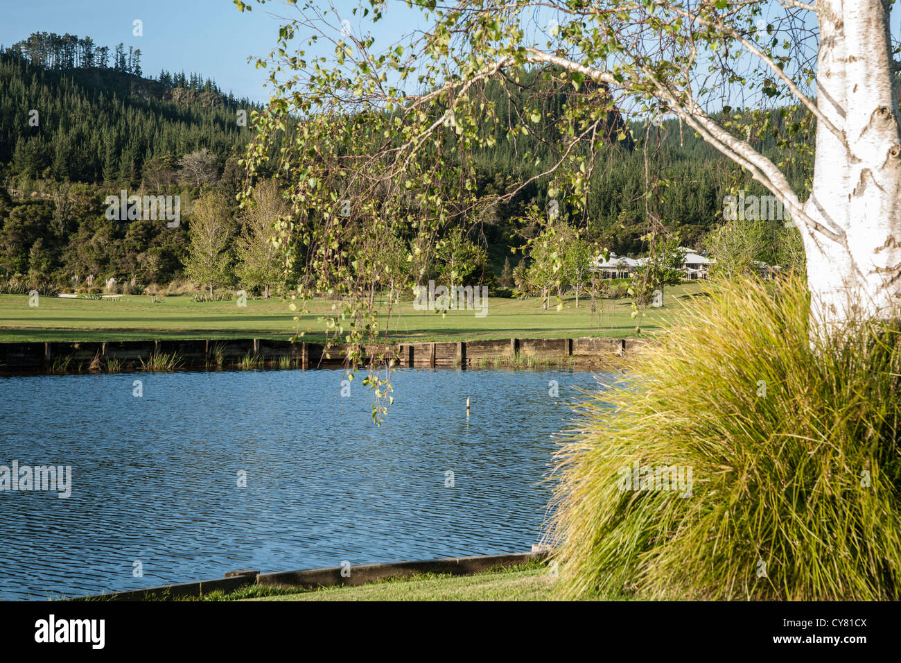 Silver birch tree by pond Stock Photo - Alamy
