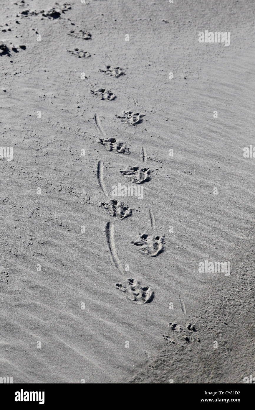 Penguin tracks hi-res stock photography and images - Alamy