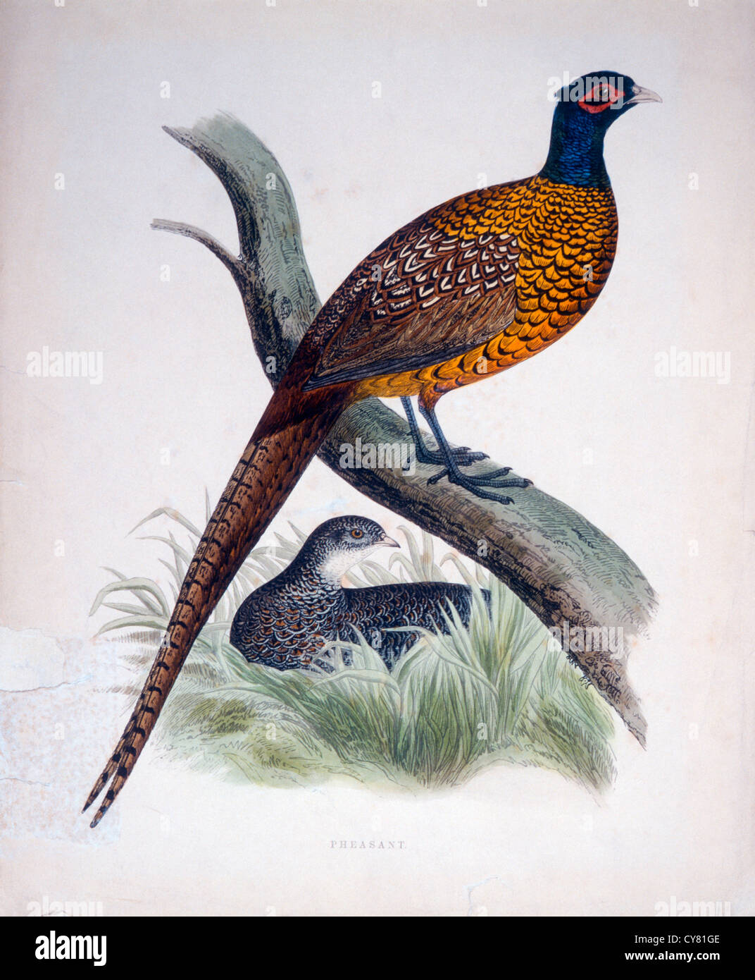 Pheasant, Hand-Colored Engraving, Early 19th Century Stock Photo - Alamy