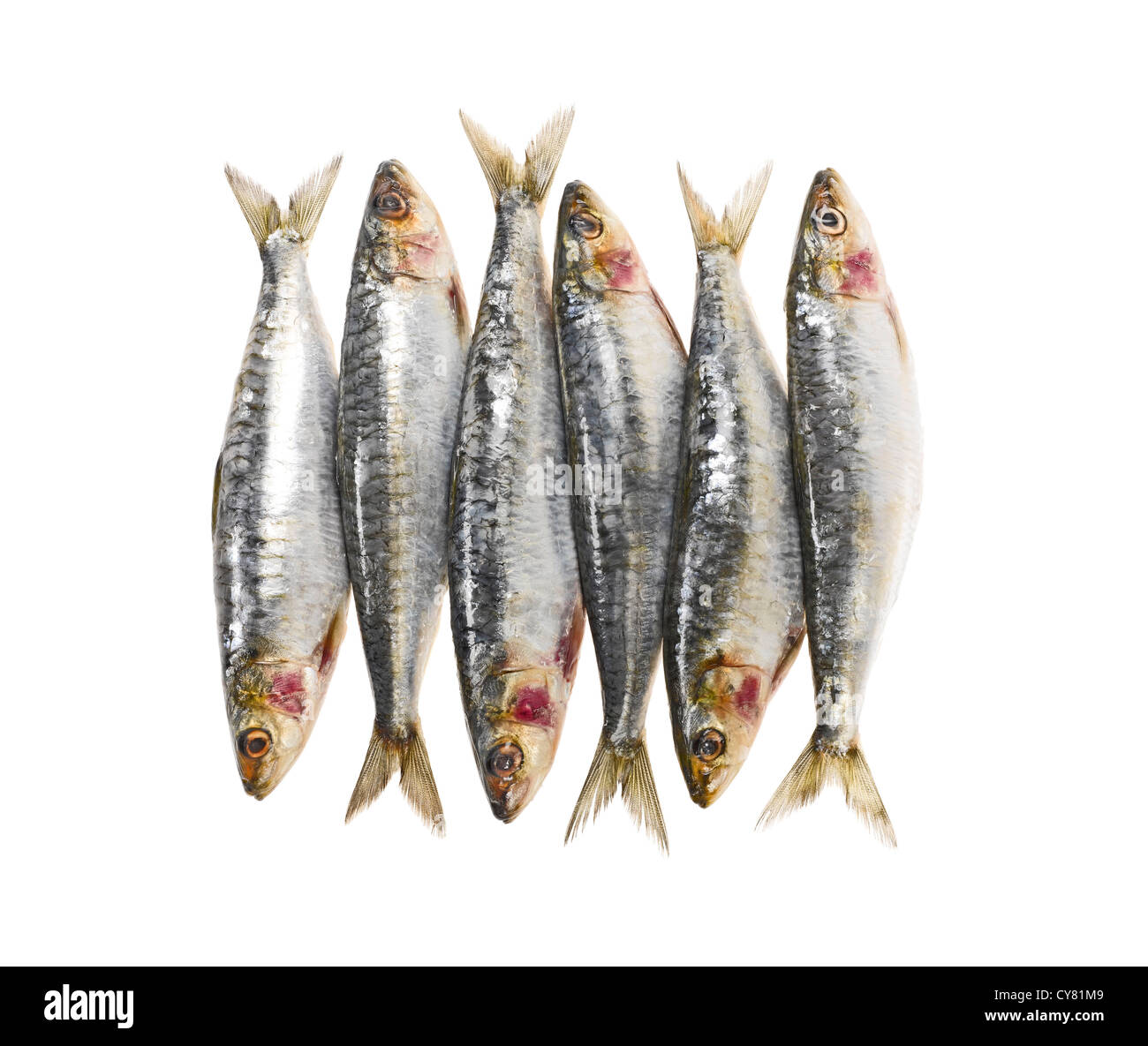 Sardines horizontal Cut Out Stock Images & Pictures - Alamy