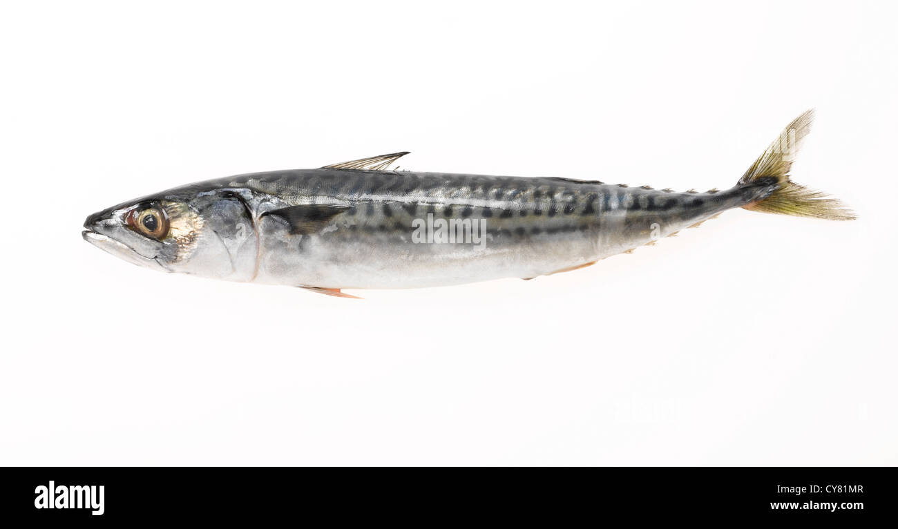 Mackerel color hi-res stock photography and images - Alamy