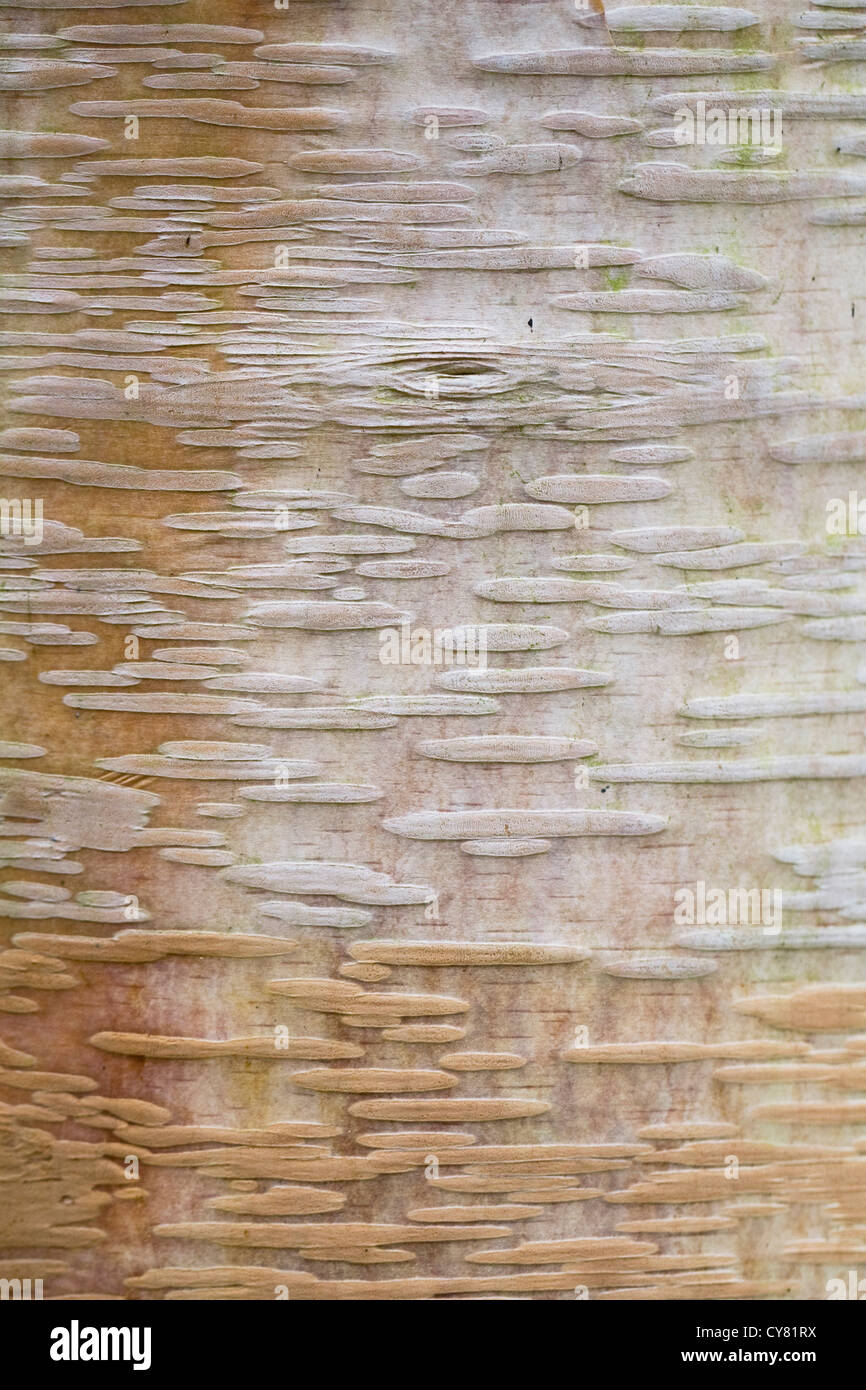 Betula ermanii bark pattern. Gold birch tree trunk Stock Photo - Alamy