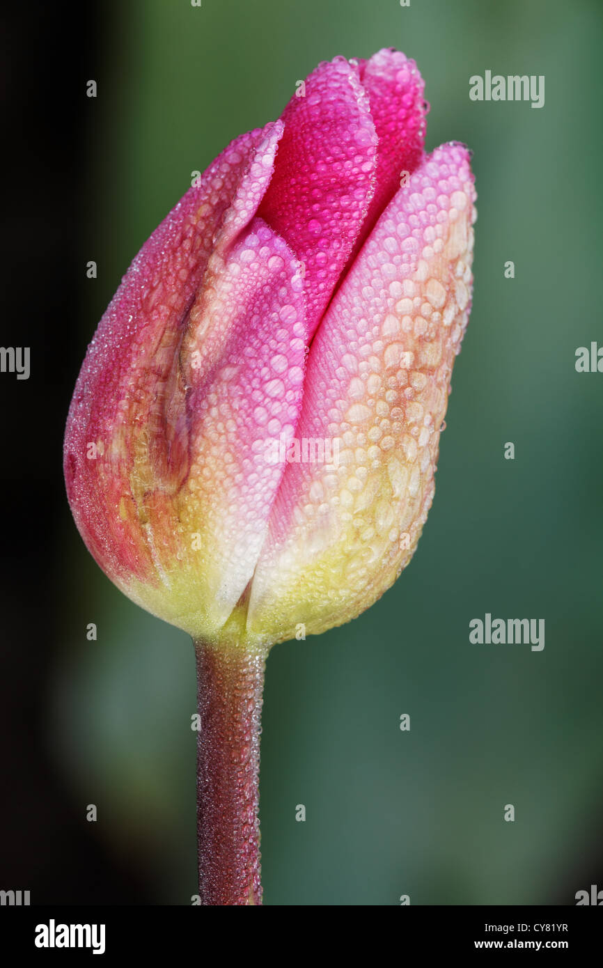 Pink flower with dew drops hi-res stock photography and images - Alamy