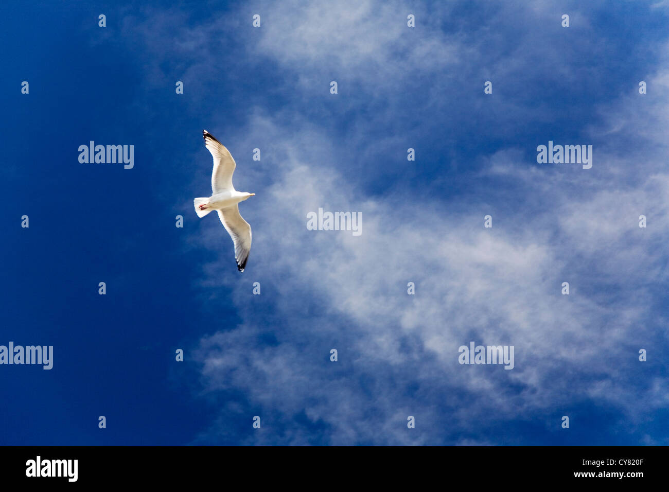 Seagull in Flight Stock Photo - Alamy