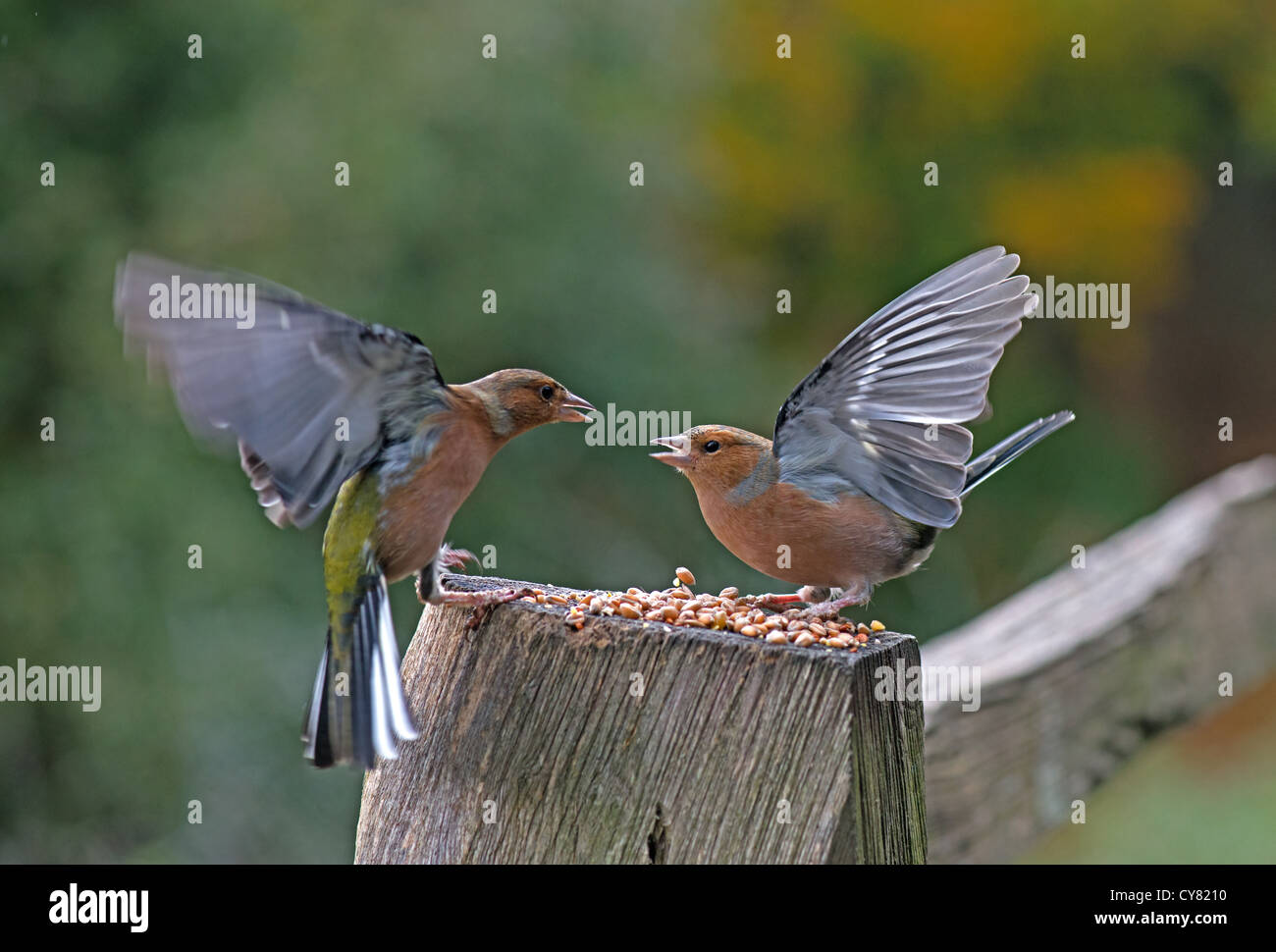 PAIR OF MALE CHAFFINCHES Fringilla coelebs FIGHTING OVER FOOD. UK Stock ...
