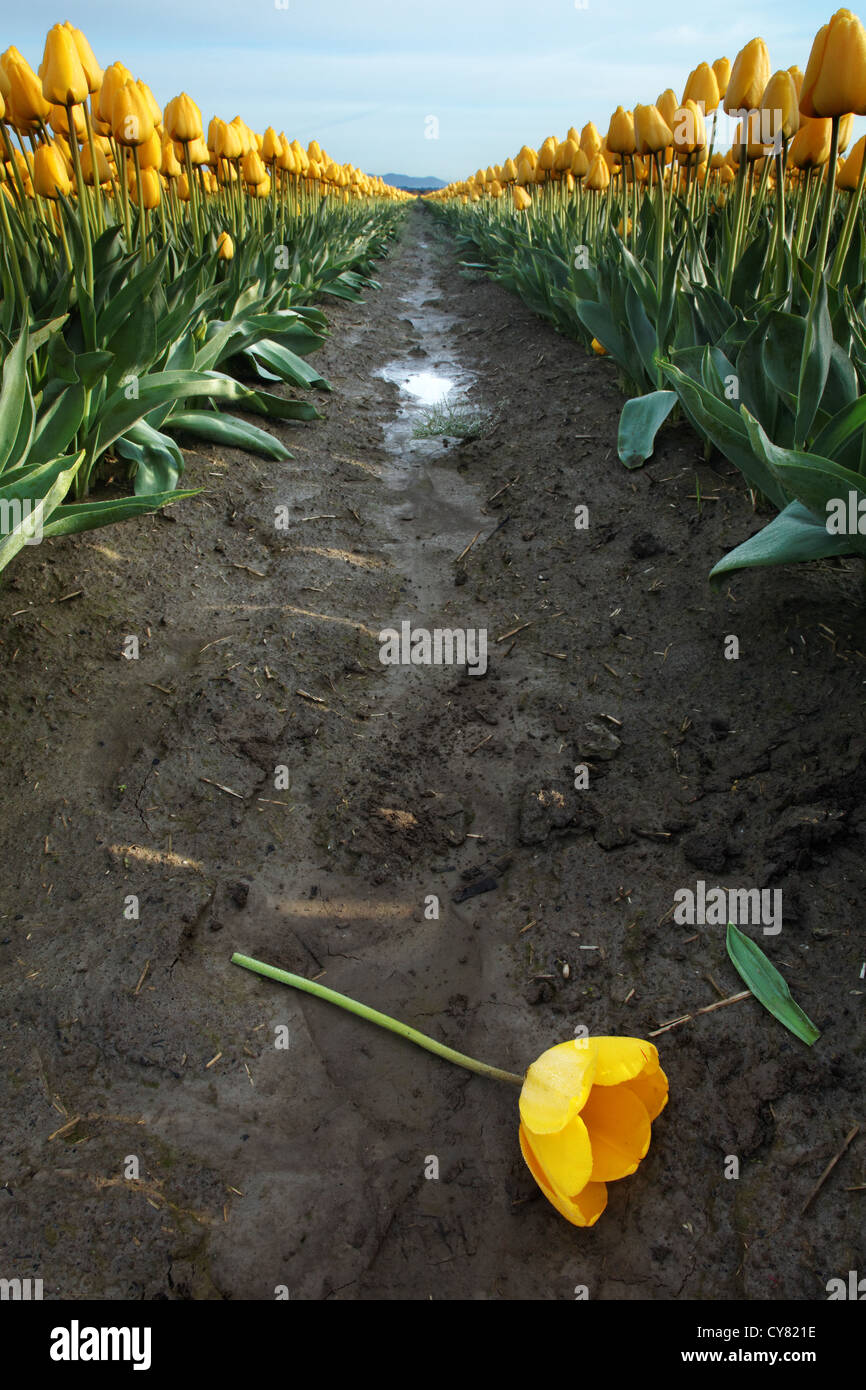 Rejected tulips hi-res stock photography and images - Alamy