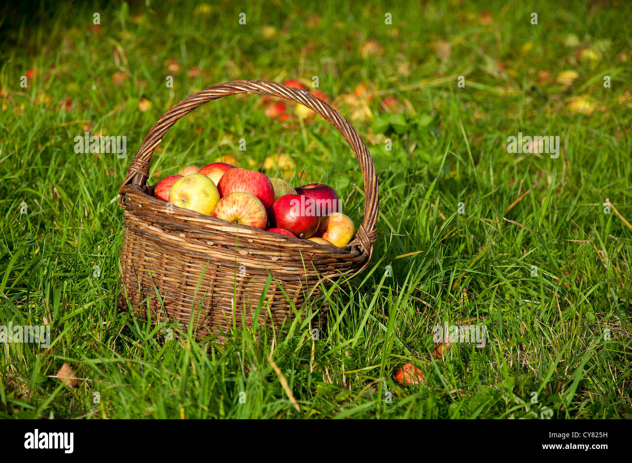 Freshly picked apples in the orchard in Autumn Stock Photo - Alamy
