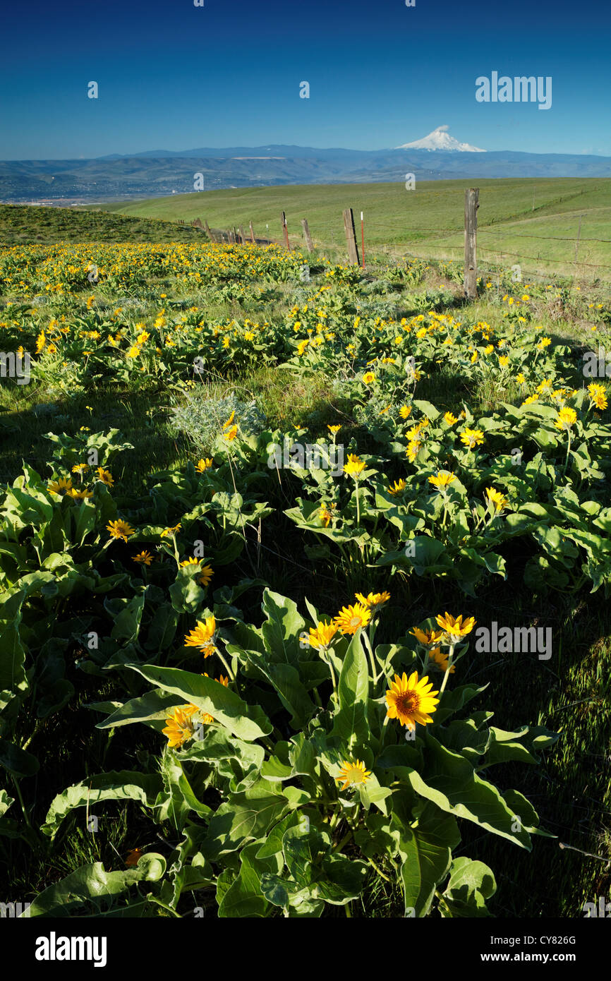 Washington arrowleaf balsamroot blooming hi-res stock photography and ...
