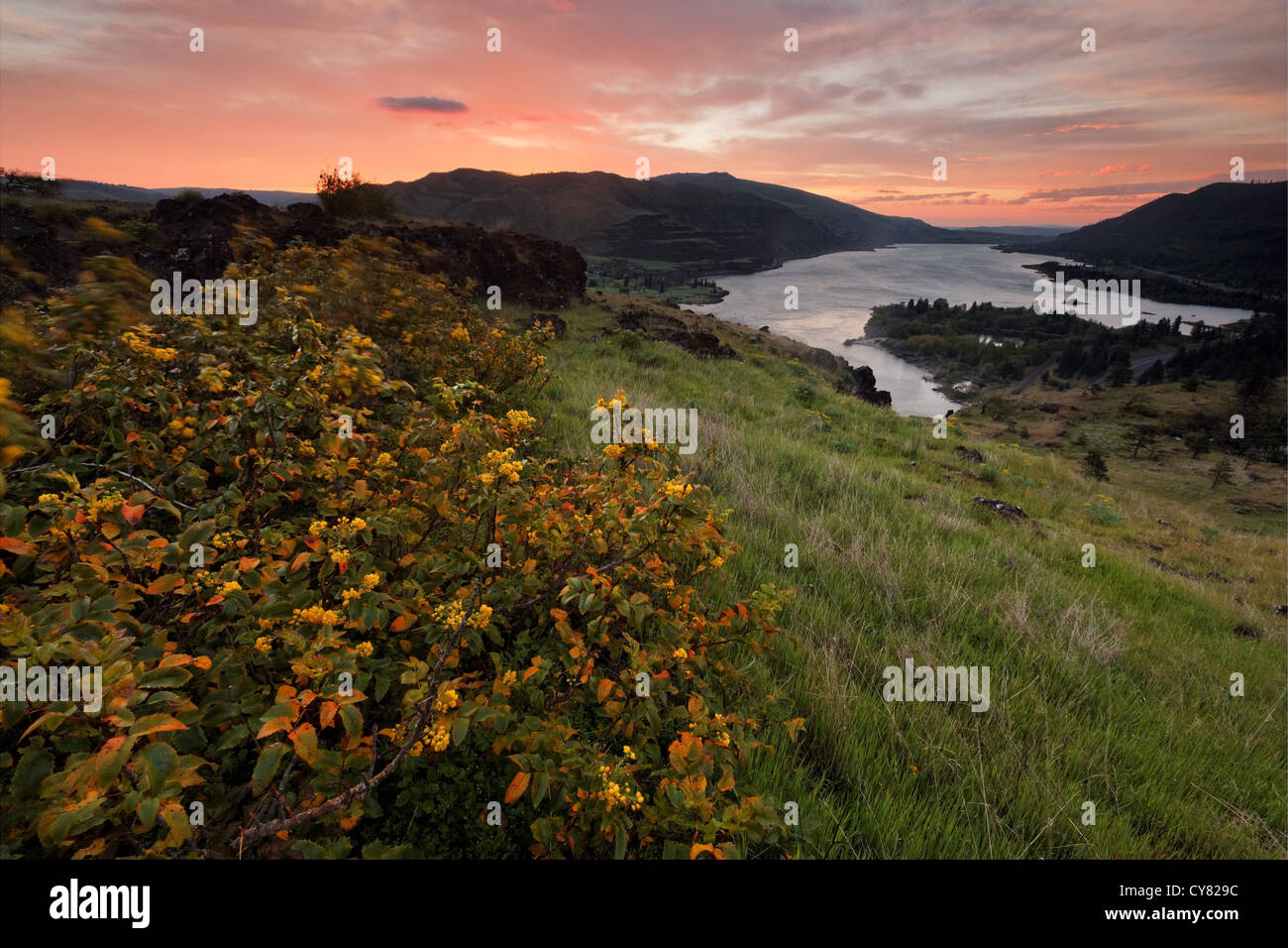 Sun rises over the Columbia River and Oregon Grape on the Rowena ...