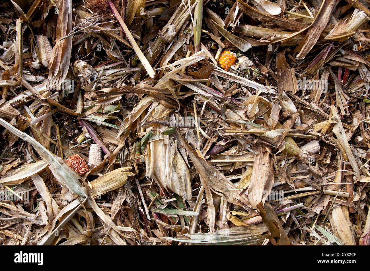 Background of maize field after harvesting Stock Photo - Alamy