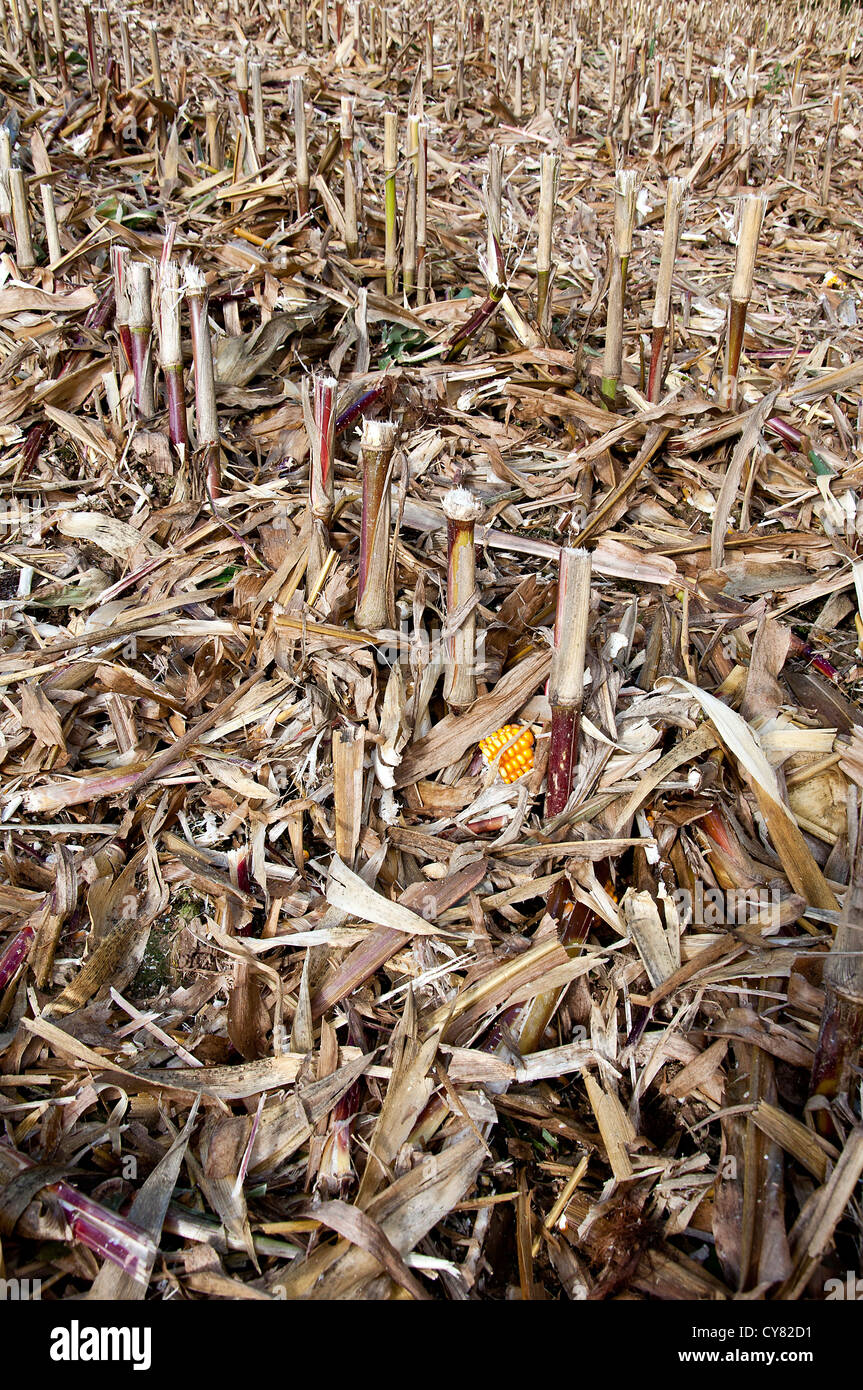 Maize field after harvesting Stock Photo - Alamy