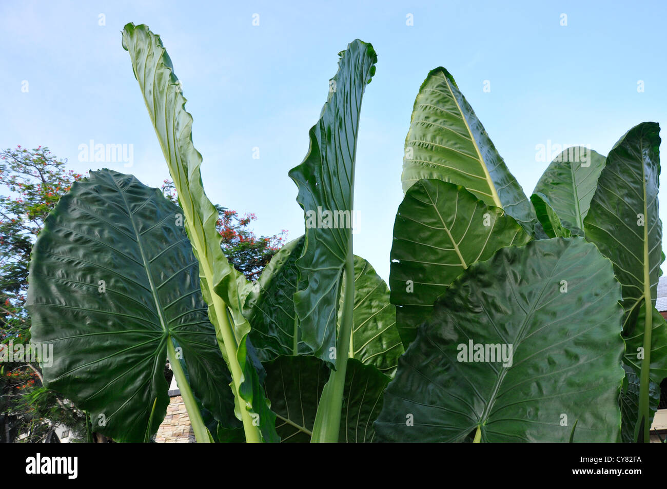 Alocasia macrorrhizos "Borneo Giant" Sabah, Borneo, Malaysia Stock ...