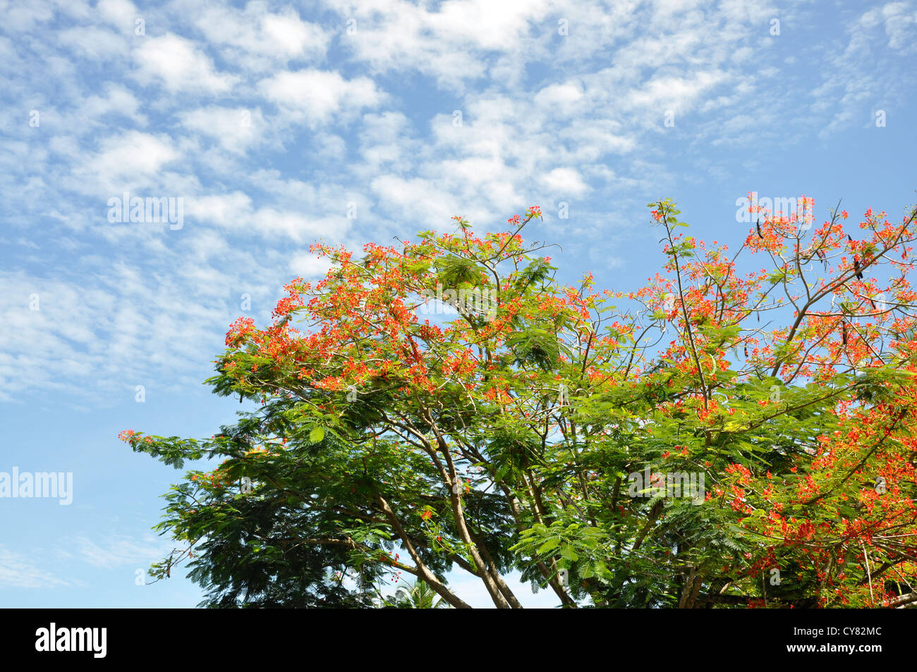 Tree and sky Sabah, Borneo, Malaysia Stock Photo - Alamy