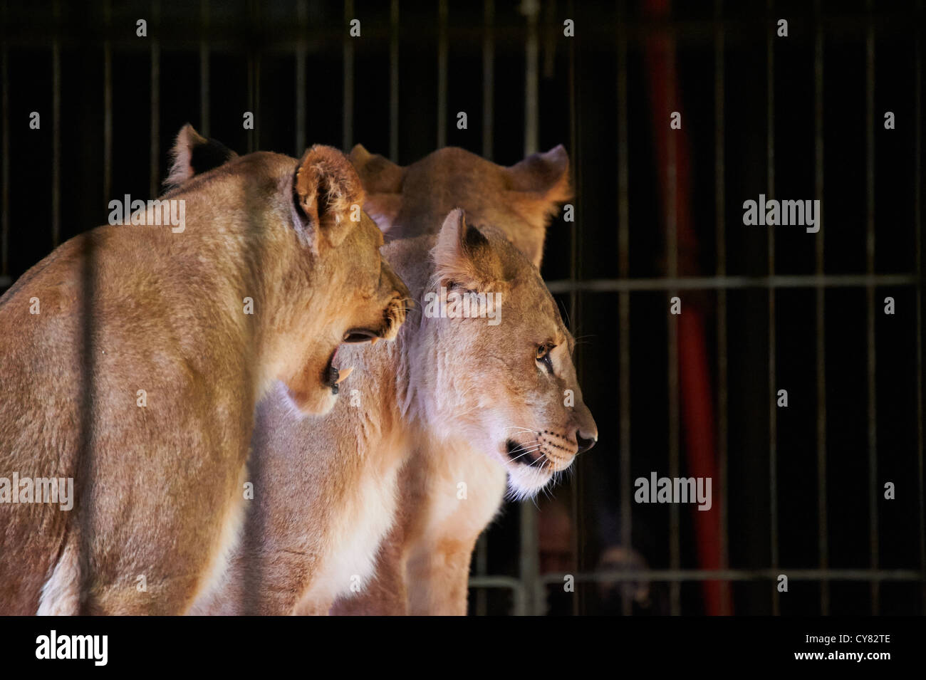 Human circus no animal acts hi-res stock photography and images - Alamy