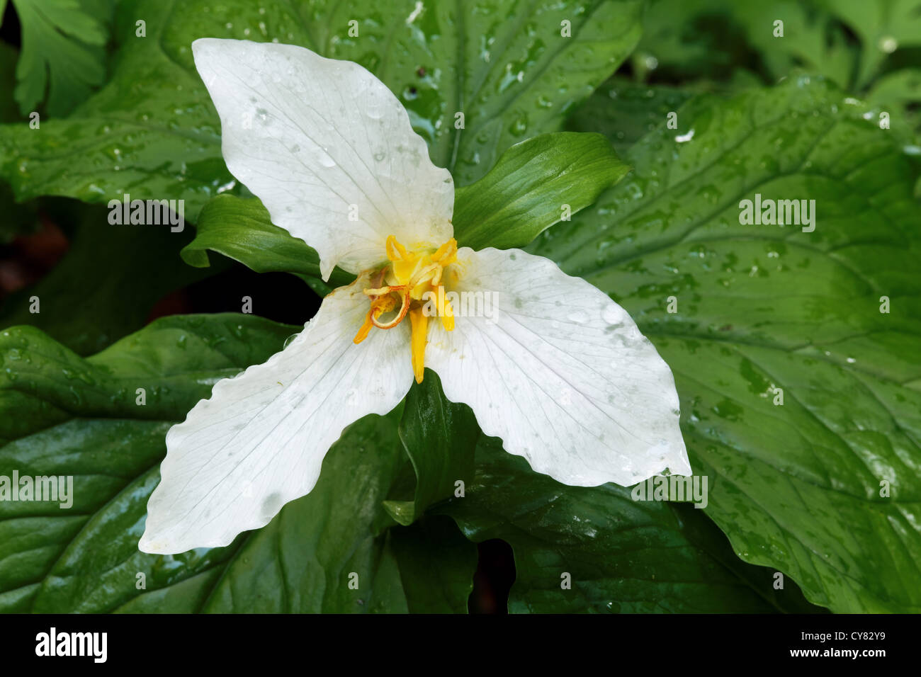 White Trillium Stock Photos & White Trillium Stock Images - Alamy