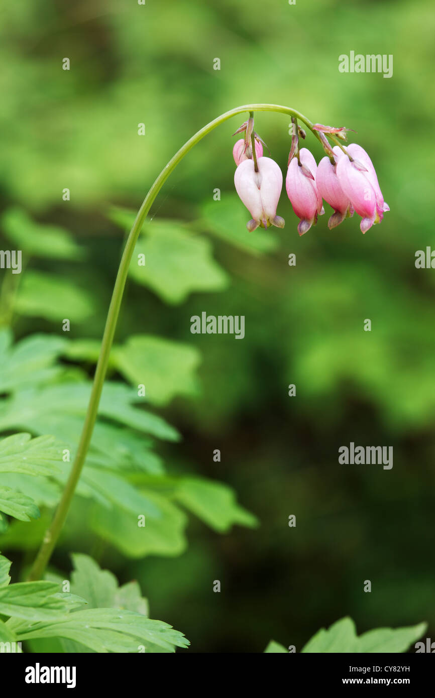 Old oregon trail hi-res stock photography and images - Alamy