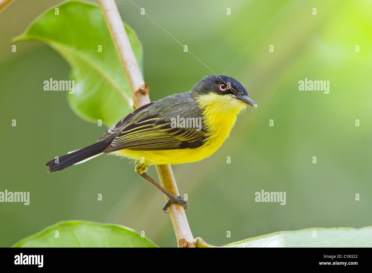 Spider nest in trees hi-res stock photography and images - Alamy