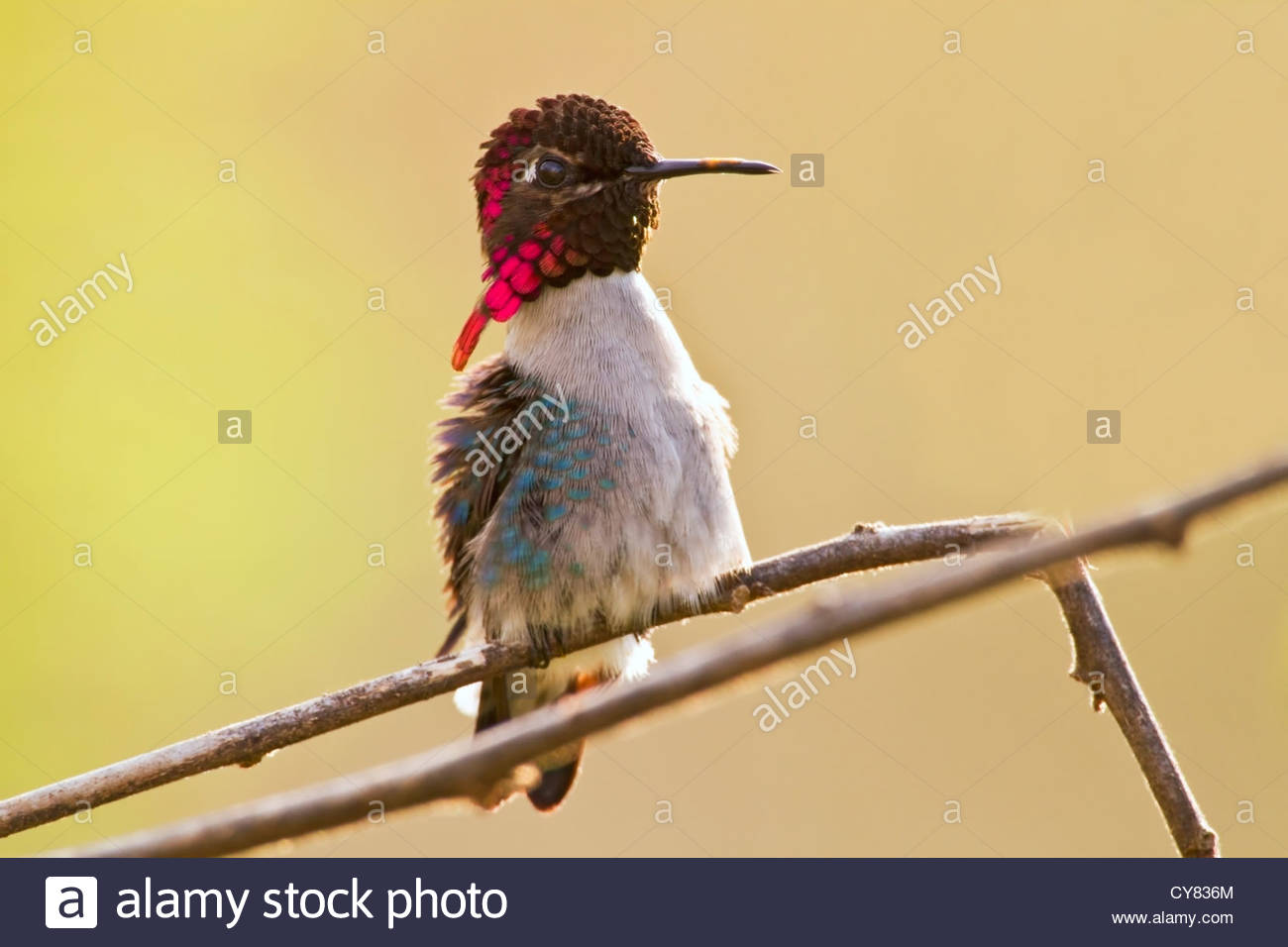 Cuban Bee Hummingbird Stock Photos & Cuban Bee Hummingbird Stock Images ...