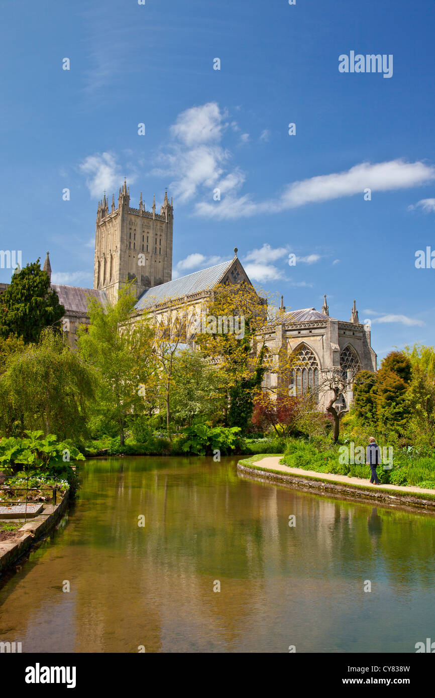 Wells Cathedral and the Bishop's Palace moat, Somerset, England, UK ...